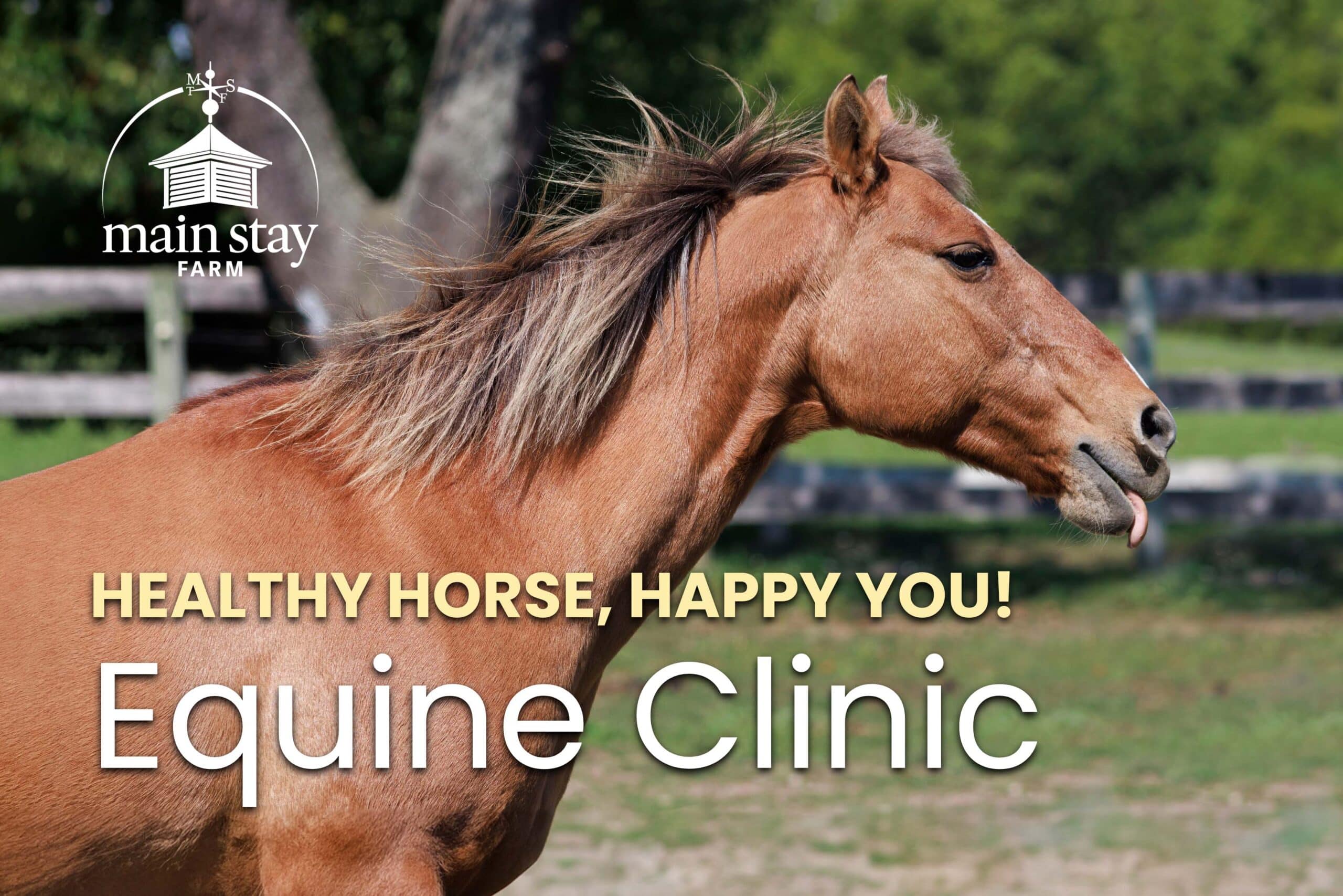 Equine Clinic - Main Stay Therapeutic Farm