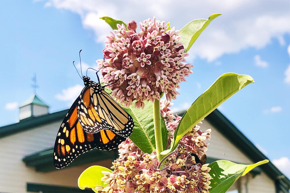 Exploring The Monarch's Journey at Main Stay Farm - Main Stay ...